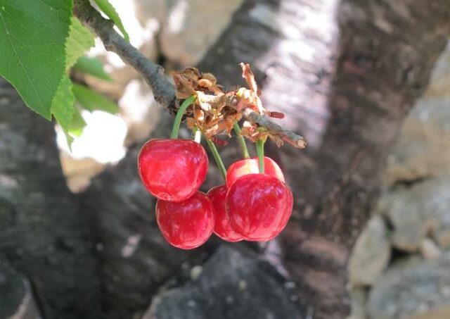 Les cerises arrivent | FOUD